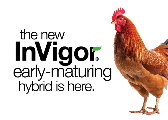 InVigor® Canola | Seeds | Agriculture | BASF